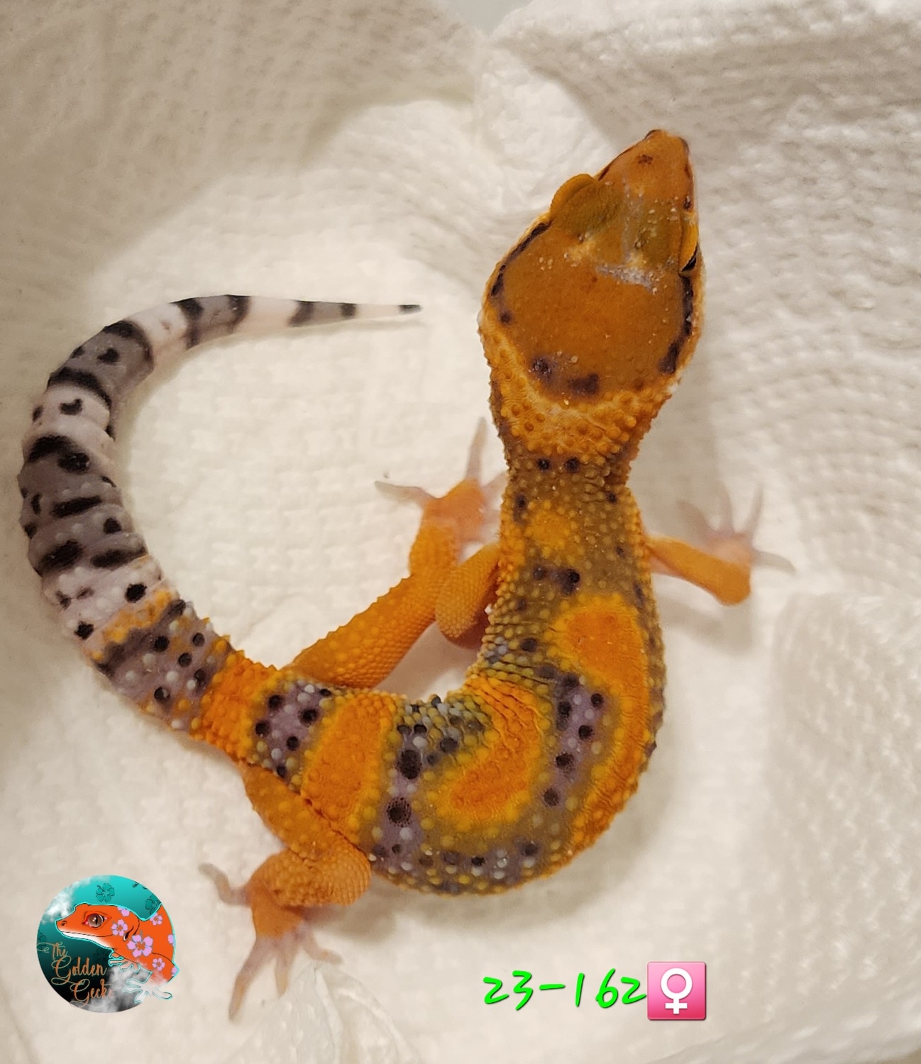 Clown X OG Tangerine Leopard Gecko by The Golden Gecko - MorphMarket