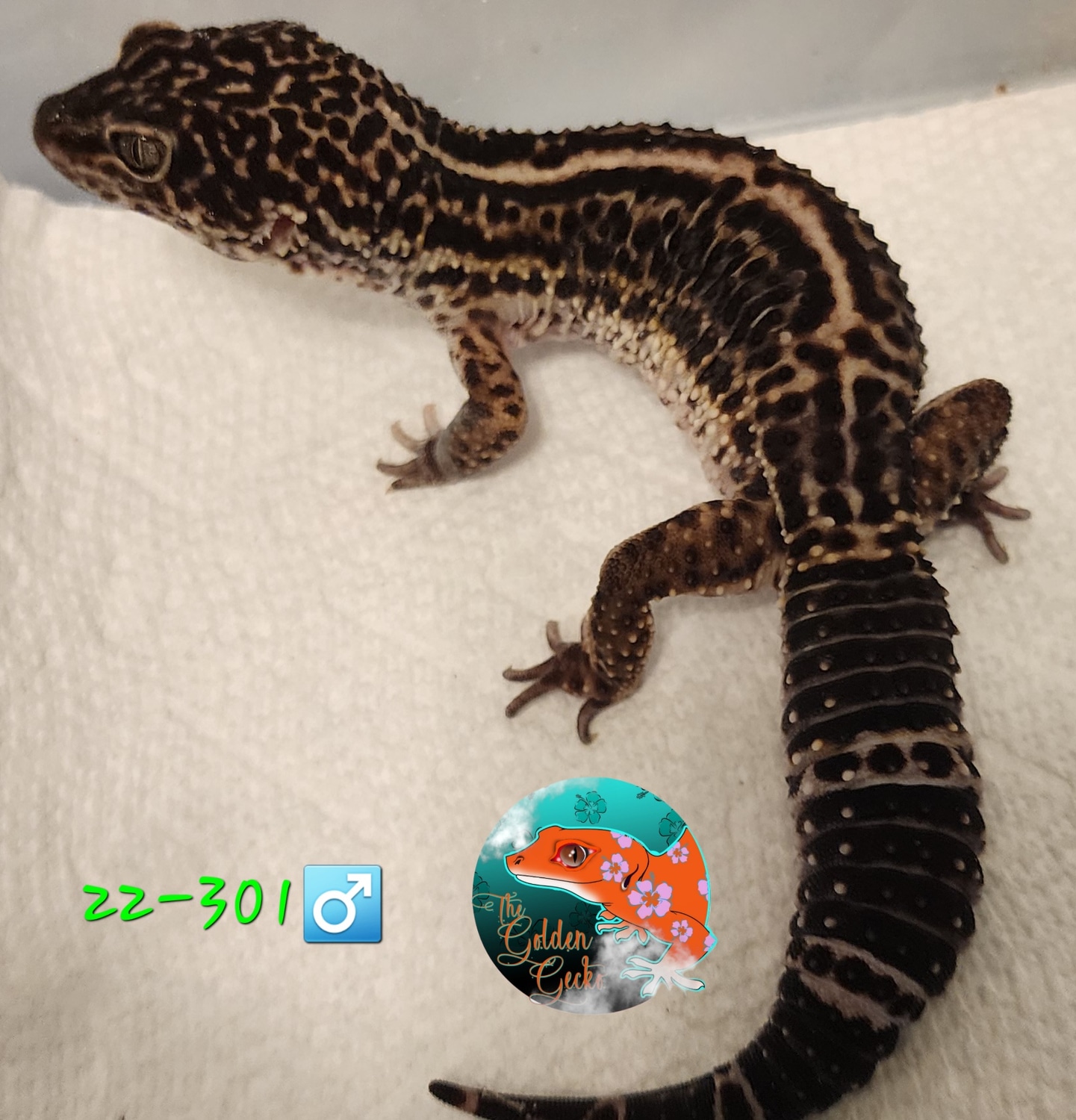 Black Night Leopard Gecko by The Golden Gecko - MorphMarket