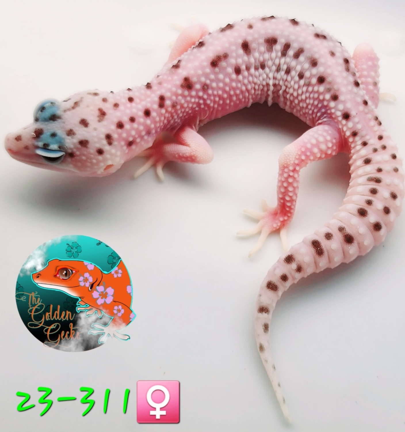WY SSE Leopard Gecko by The Golden Gecko - MorphMarket