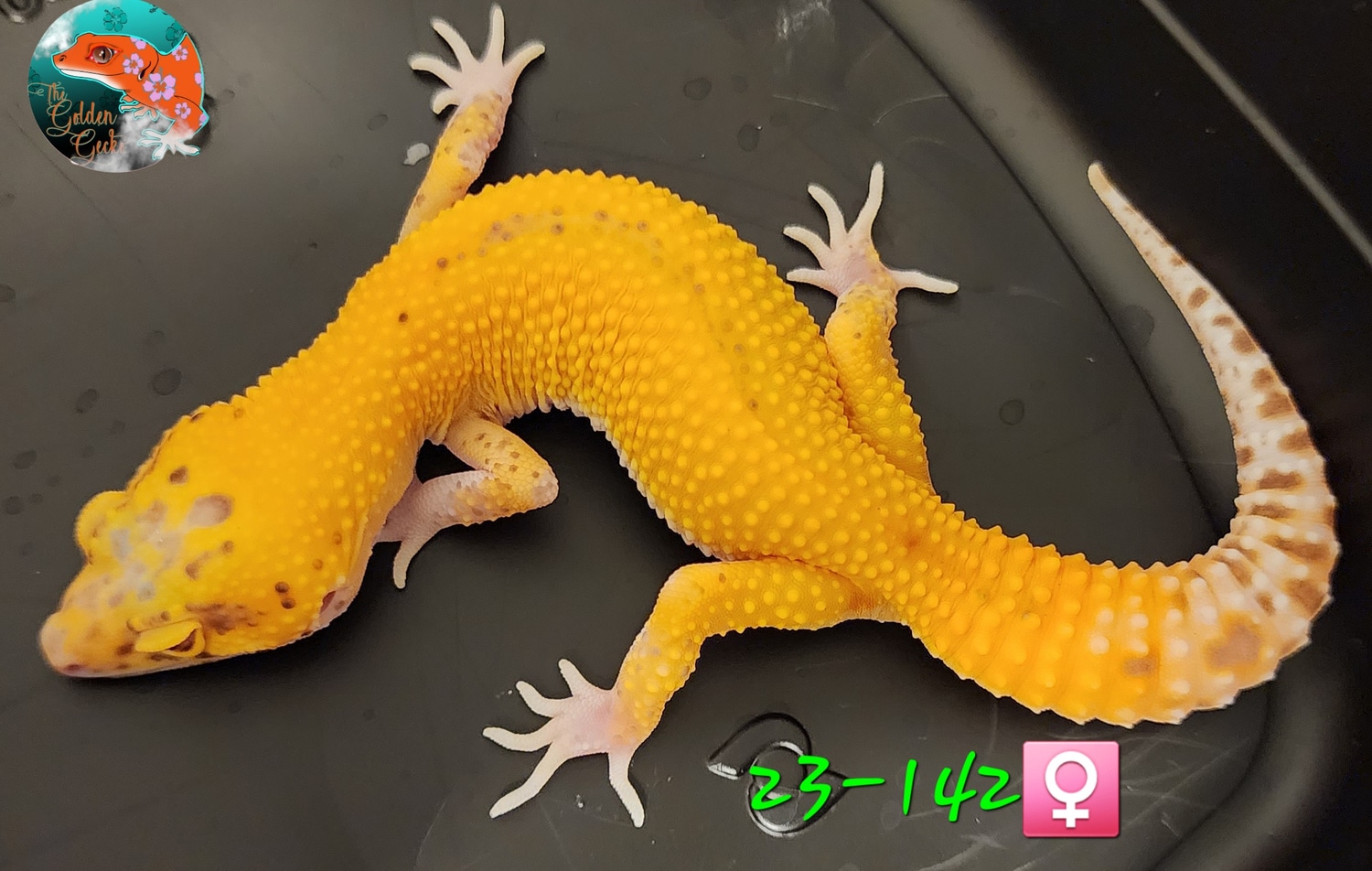 Bell Albino Leopard Gecko by The Golden Gecko - MorphMarket