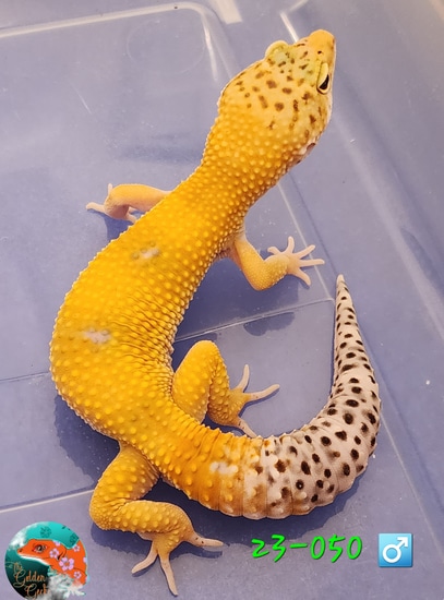 Hypomelanistic Leopard Gecko by The Golden Gecko