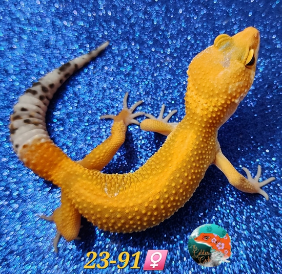 OG Tangerine Leopard Gecko by The Golden Gecko