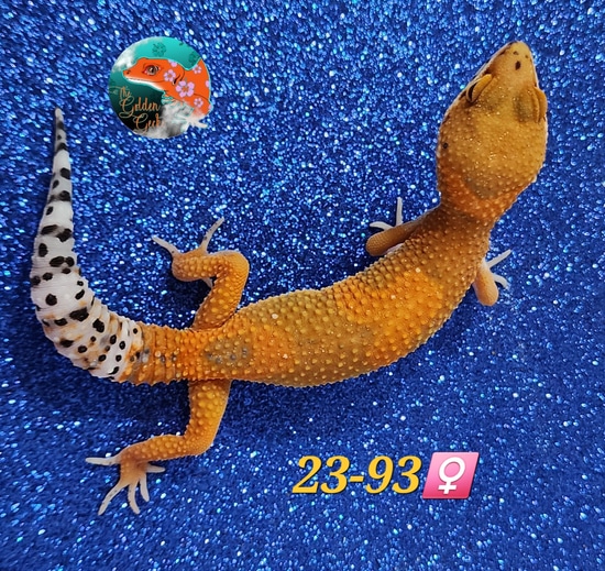 OG Tangerine Leopard Gecko by The Golden Gecko
