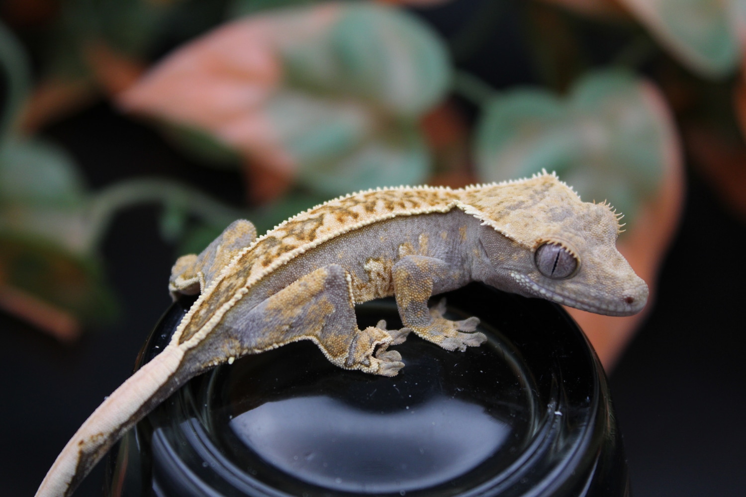 Pinstripe Crested Gecko by GoldenlineCresties - MorphMarket