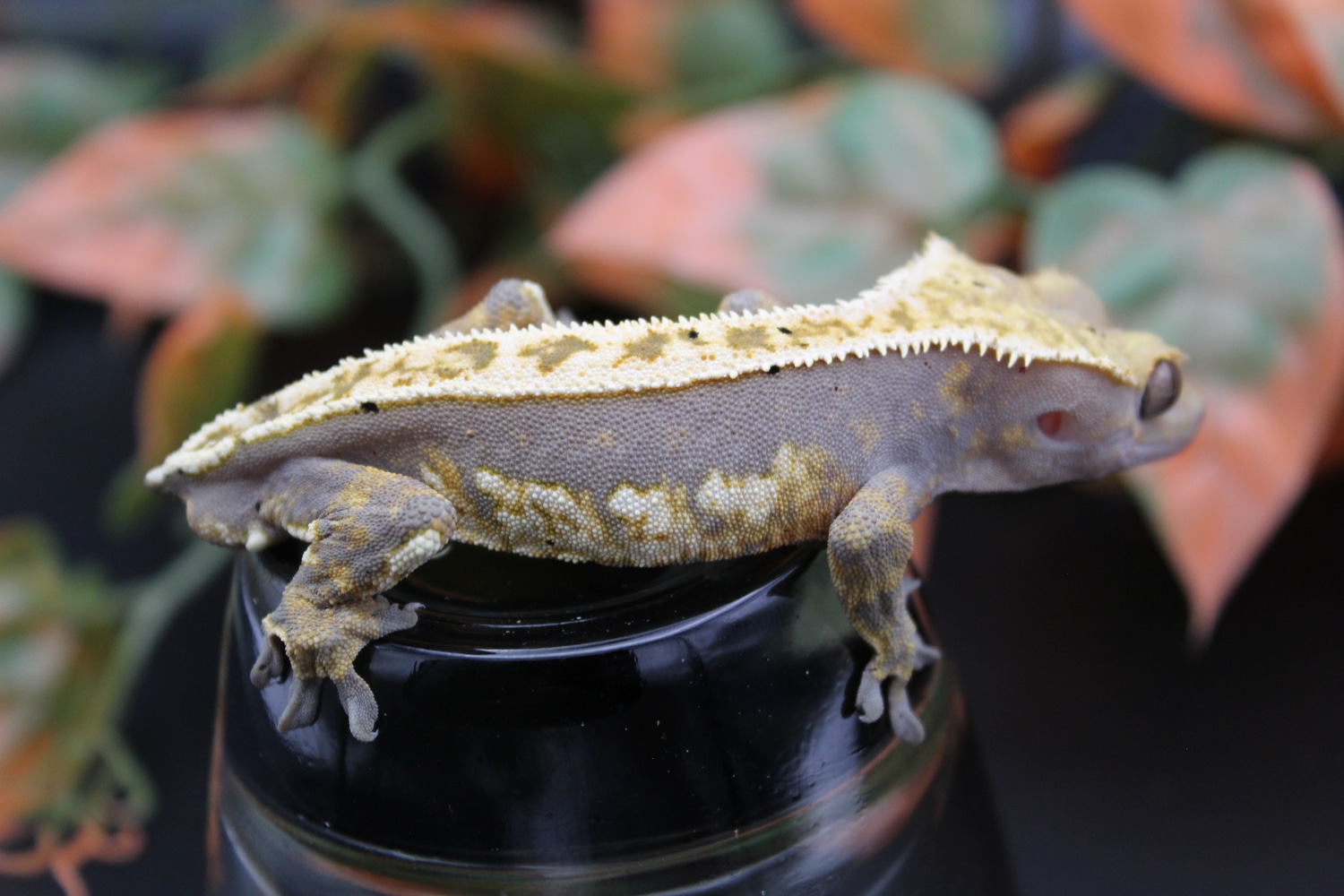 Pinstripe Crested Gecko by GoldenlineCresties - MorphMarket