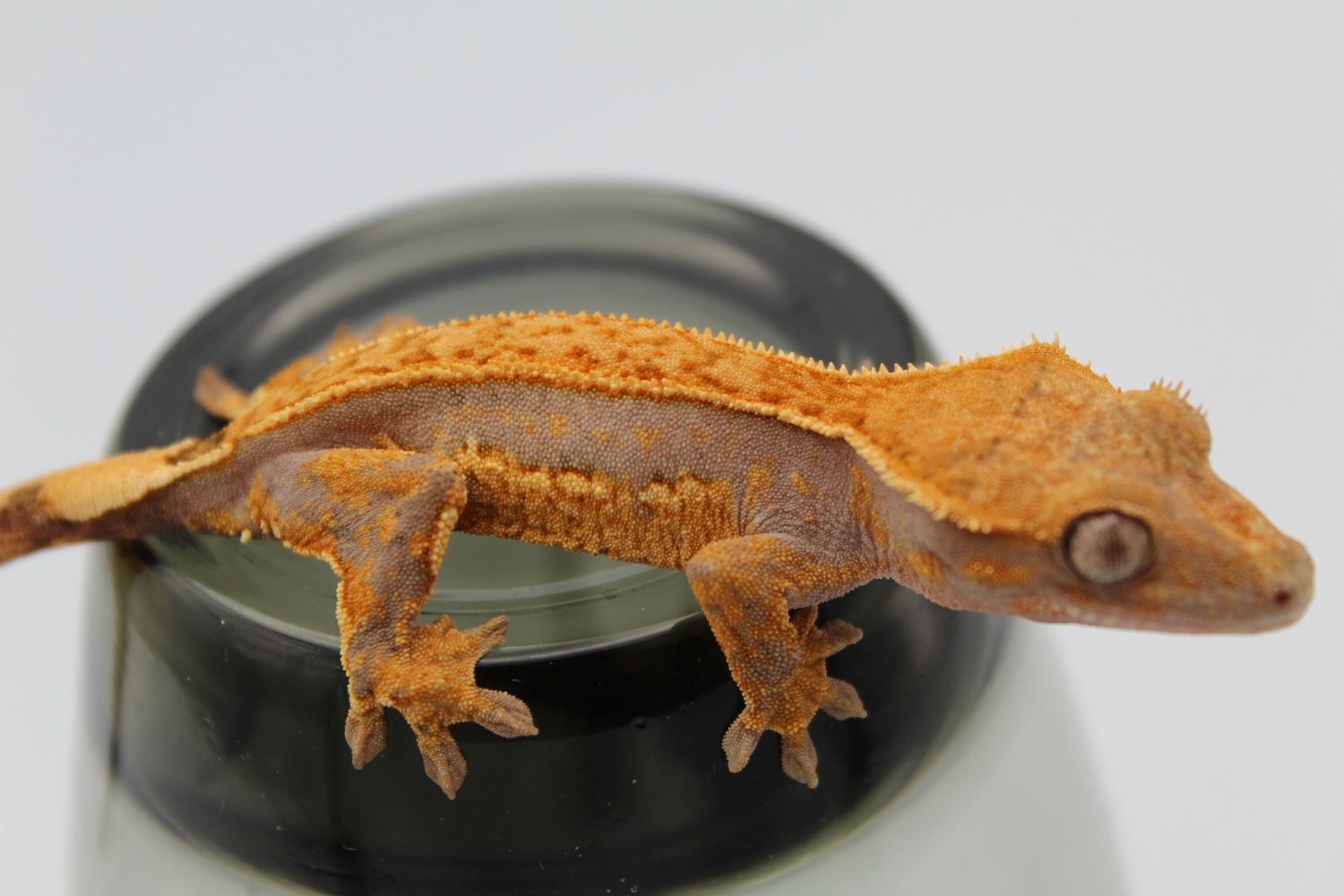 Lavender Quadstripe Crested Gecko by GoldenlineCresties - MorphMarket