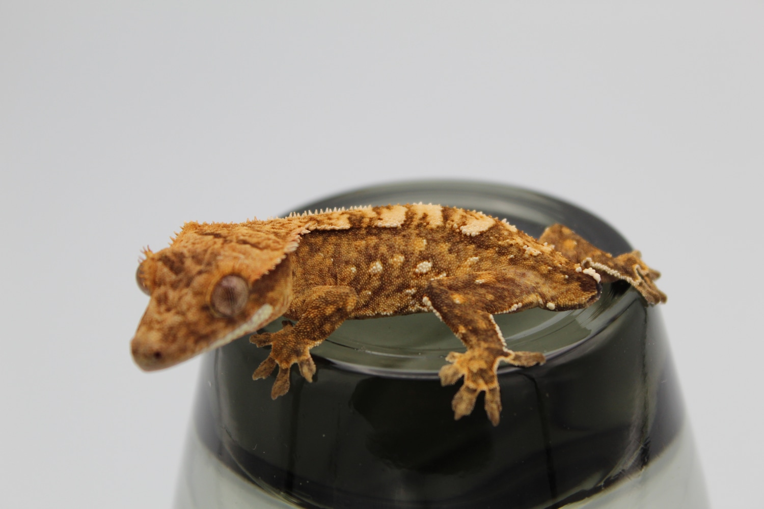 Yellow Harlequin Portholes Crested Gecko by GoldenlineCresties ...