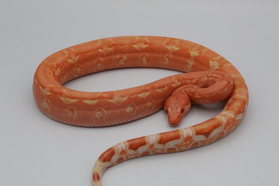 Insane Contrast Red Dragon Boa Constrictor by GoldenlineCresties