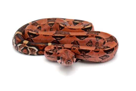 Insanely Red Blood Het Albino Boa Boa Constrictor by GoldenlineCresties