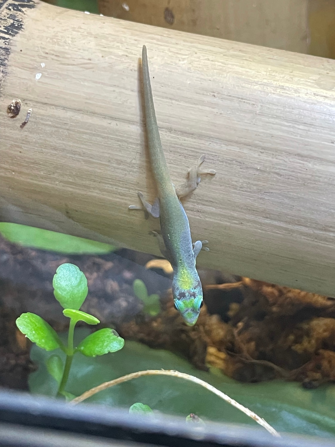Laticauda Hawaiian Blue Day Gecko by Golden Palm Geckos - MorphMarket