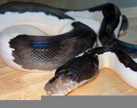 Panda Pied Reticulated Python by JLR Reptiles