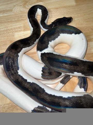 Panda Pied Reticulated Python by JLR Reptiles - MorphMarket