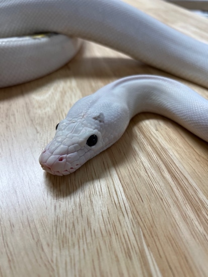 Platron Tiger Pied Pos Het Motley Reticulated Python by JLR Reptiles