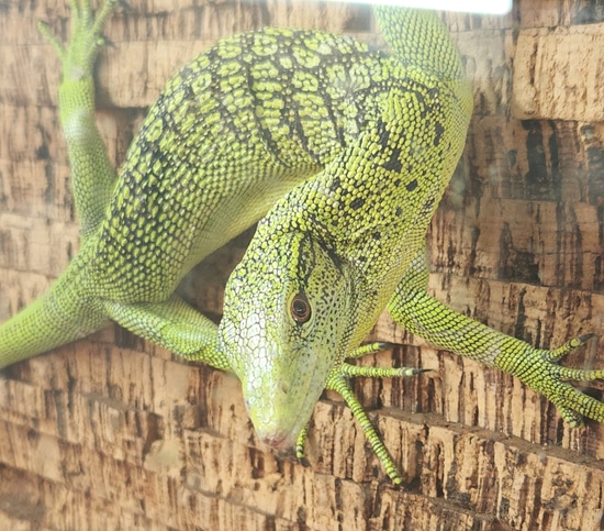 1.1 Yellow Tree Monitor Pair by JLR Reptiles