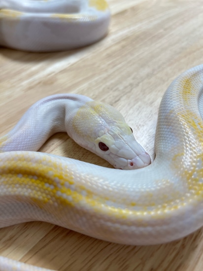 Lavender Albino Pied Reticulated Python by JLR Reptiles