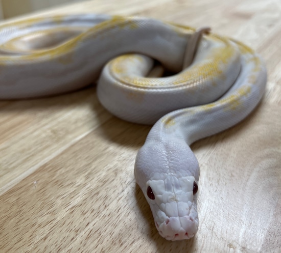 Lavender Albino Pied Reticulated Python by JLR Reptiles