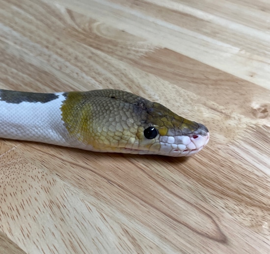 Platron Tiger Pied Reticulated Python by JLR Reptiles