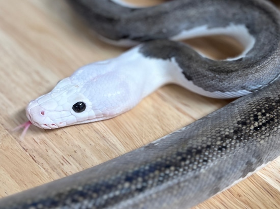 Sunfire Pied 100% Het Albino Reticulated Python by JLR Reptiles