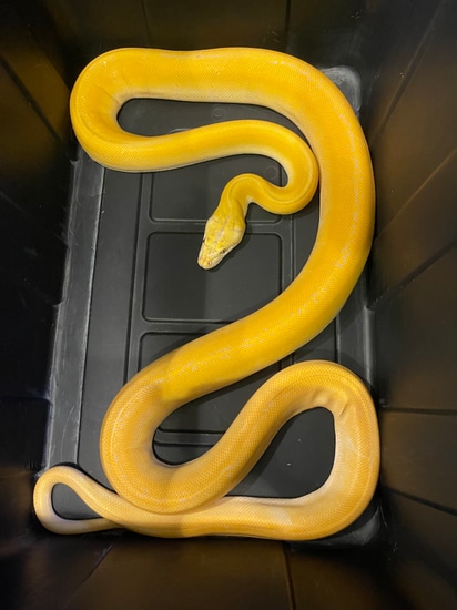 Lavender,GC,Motley,Sunfire Reticulated Python by Goldens Konstrictors