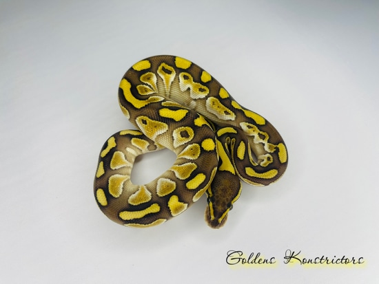 Baby Lesser Female Ball Python by Goldens Konstrictors