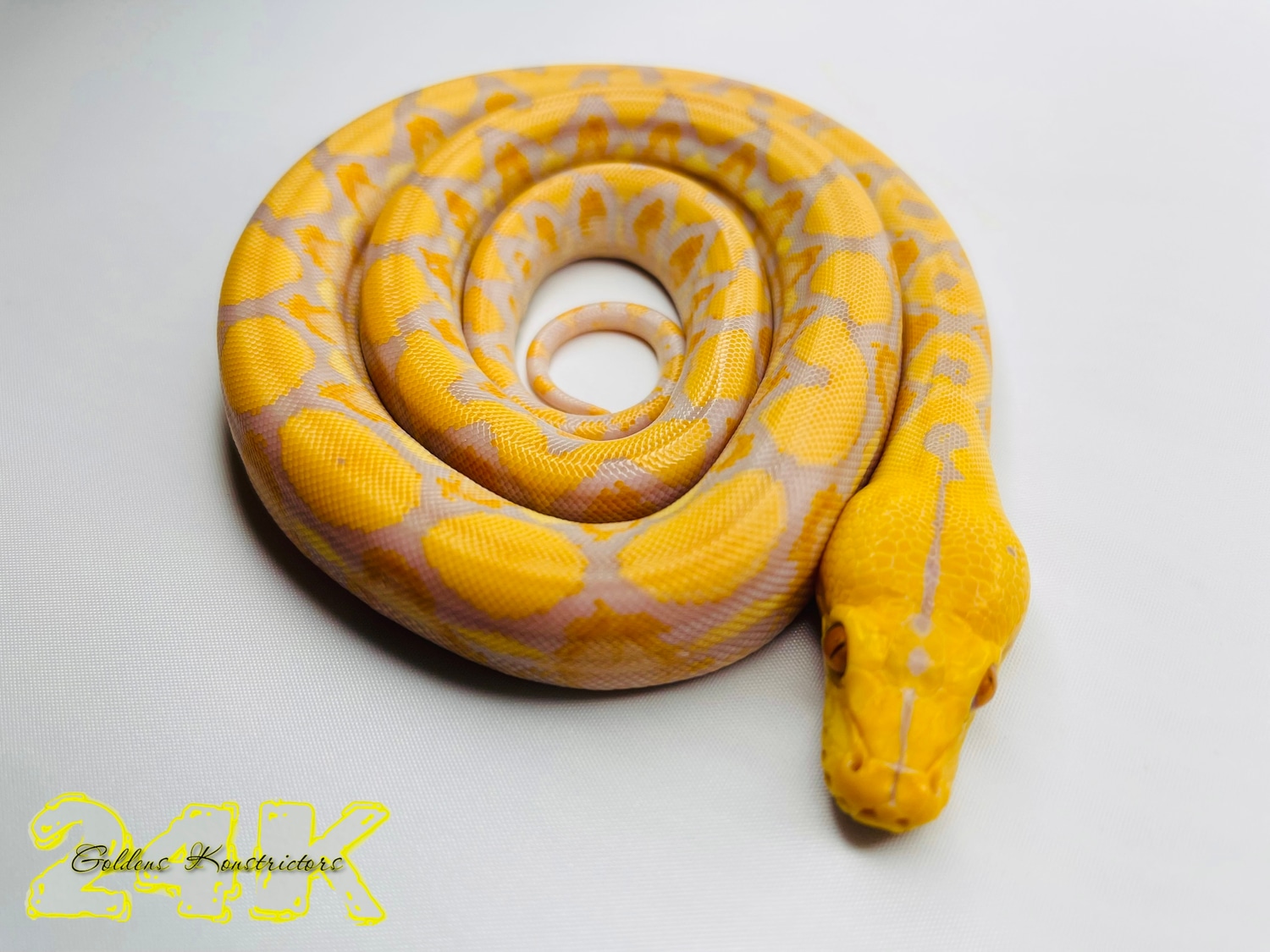 Lavender Albino Reticulated Python by Goldens Konstrictors - MorphMarket