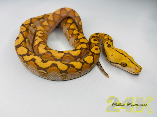 Orange Glow ((Free Shipping)) Reticulated Python by Goldens Konstrictors