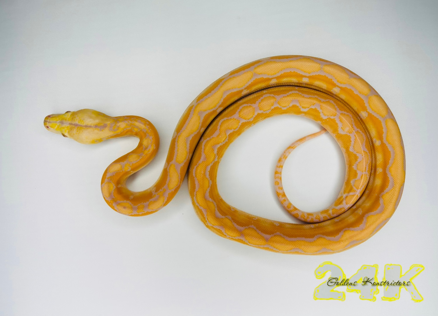 Lavender Albino Motley ((Free Shipping)) Reticulated Python by Goldens ...