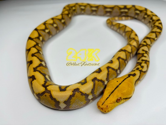 Gorgeous Caramel Female Reticulated Python by Goldens Konstrictors