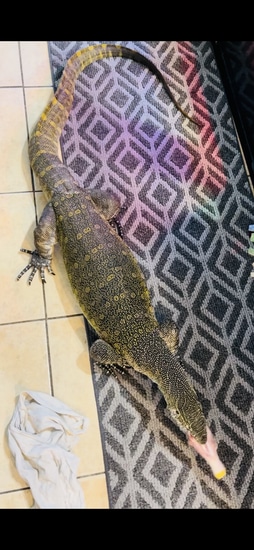 2019’ CHB Tamed 6ft Nile Monitor by Goldens Konstrictors