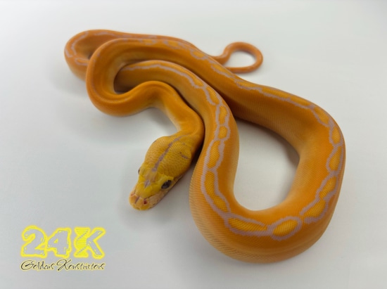 Lavender Albino Goldenchild Reticulated Python by Goldens Konstrictors