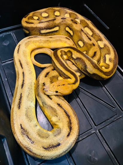 Phantom Suntiger Poss Het. Albino *Free Shipping* Reticulated Python by ...