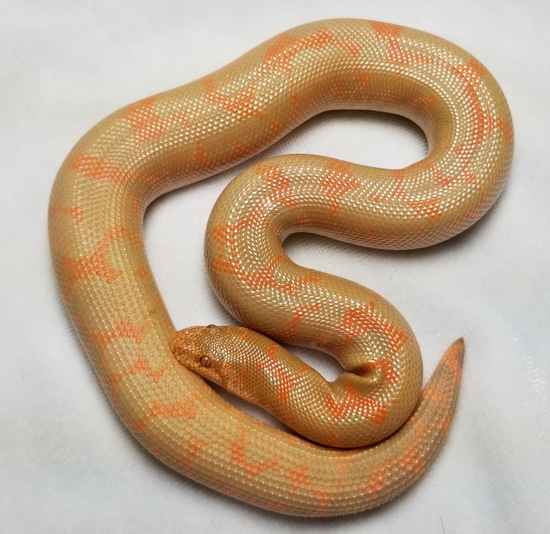Albino Het Paint Kenyan Sand Boa by Boas Below of South Carolina