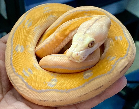 Purple Motley Tiger Reticulated Python by MK Retics 916