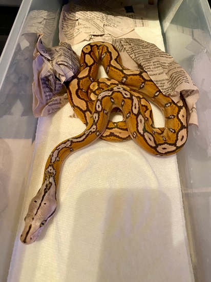 Orange Glow Motley Reticulated Python by MK Retics 916