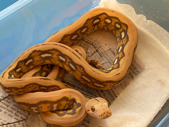 Orange Glow Tiger Reticulated Python by MK Retics 916