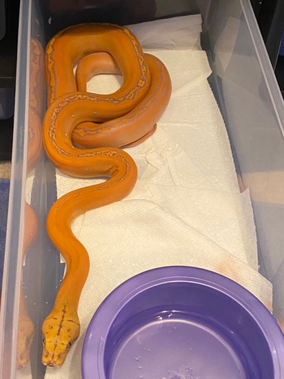 Purple Golden Child Reticulated Python by MK Retics 916