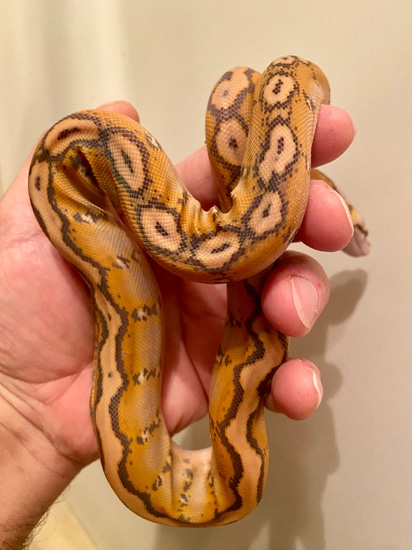 Orange Glow Motley Reticulated Python by MK Retics 916