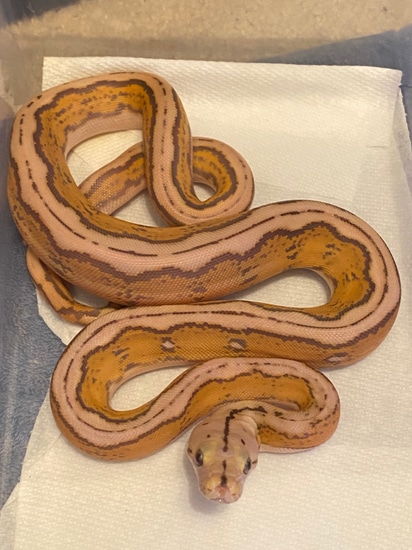 Orange Glow Motley Tiger Reticulated Python by MK Retics 916