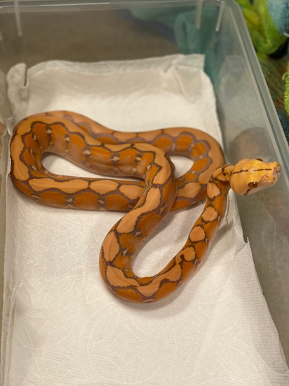Purple Albino Reticulated Python by MK Retics 916
