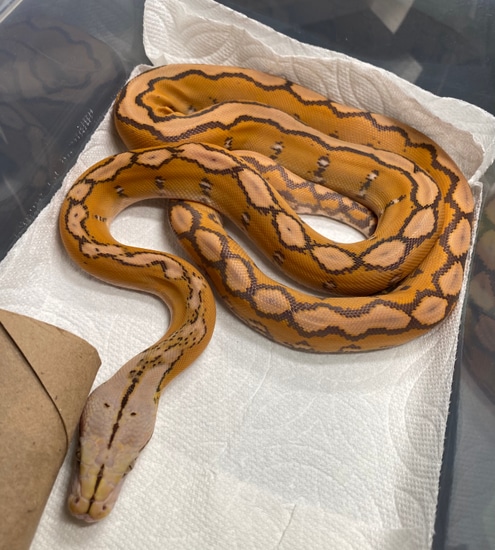 Orange Glow Motley Reticulated Python by MK Retics 916