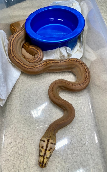 Caramel Motley Golden Child Reticulated Python by MK Retics 916