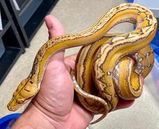 Orange Glow Marble Reticulated Python by MK Retics 916