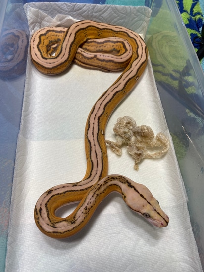 Orange Glow Motley Tiger Reticulated Python by MK Retics 916