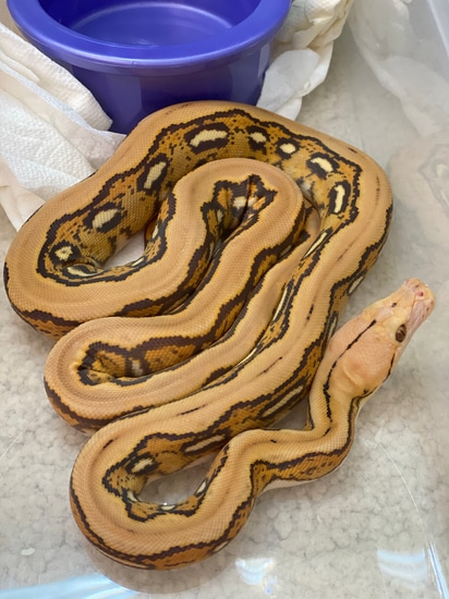 Caramel Albino Tiger Reticulated Python by MK Retics 916