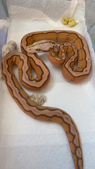 NO RESERVE Orange Glow Motley Female Reticulated Python by MK Retics 916
