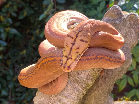 Orange Glow Motley Golden Child Reticulated Python by MK Retics 916