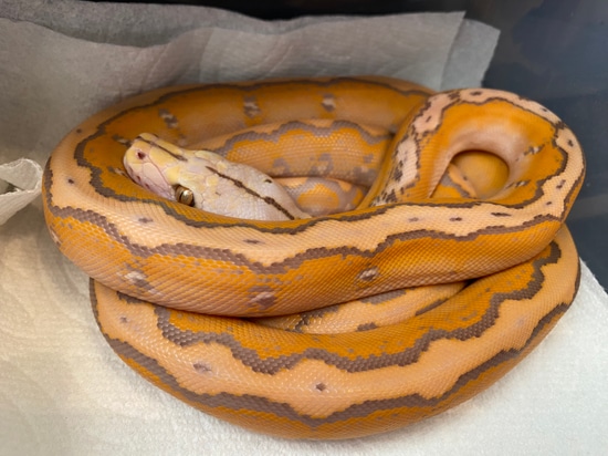 Purple Motley Reticulated Python by MK Retics 916