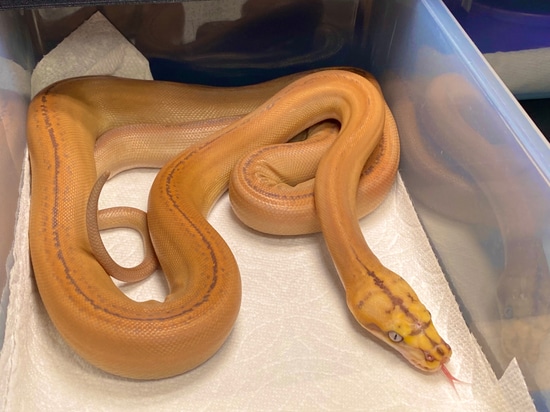 Orange Glow Golden Child Motley Tiger Reticulated Python by MK Retics 916