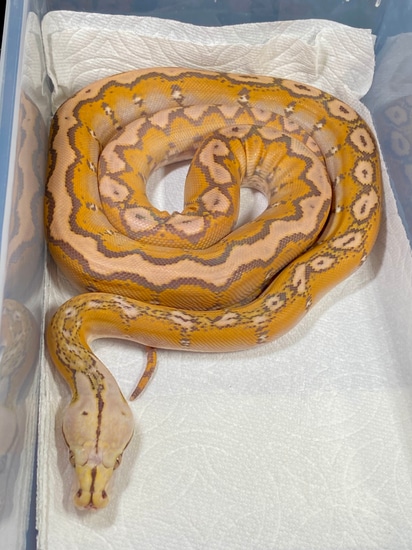 Orange Glow Motley Reticulated Python by MK Retics 916