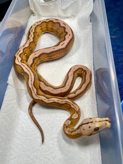 Orange Glow Motley Tiger Reticulated Python by MK Retics 916